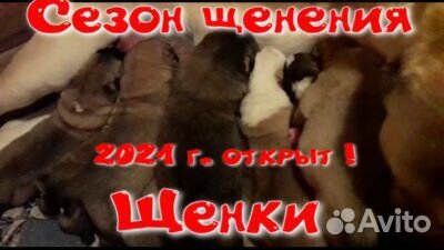 Помёт щенков в питомнике Миф Марны 03.04.2021г