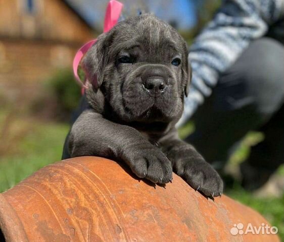 Кане Корсо Щенки