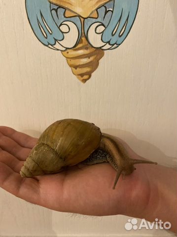 Улитка ахатина бесплатно малыши