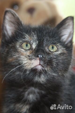 Котенок 2мес