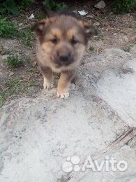 Щенок маламута