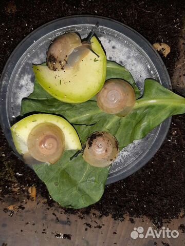Караколусы альбино шелл