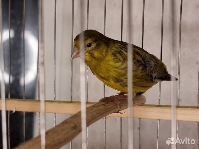 Кенор с клеткой