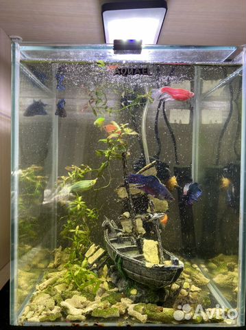 Аквариумные рыбки