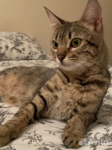 Кошка в добрые руки