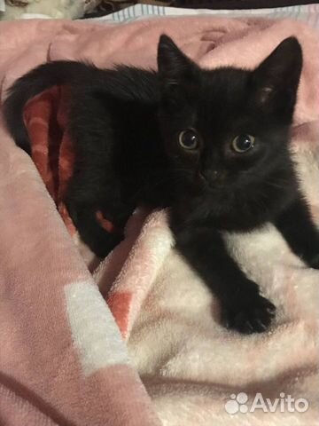 Черный котенок девочка