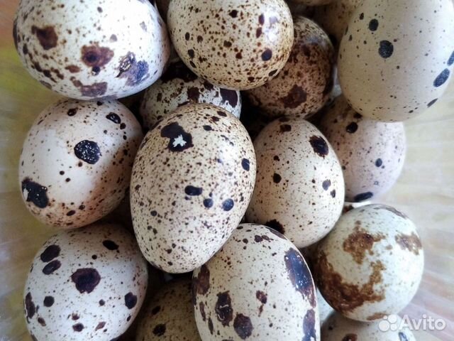 Инкубационное яйцо техасского перепела