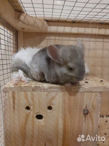 Шиншилла