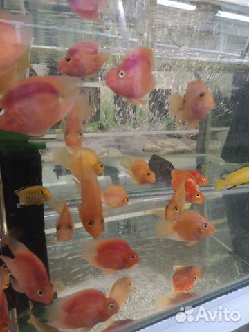 Попугай желтый, сердцевидный