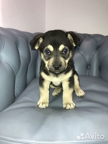 Щенок Григорий