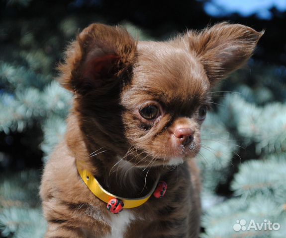 Сладкая шоколадка