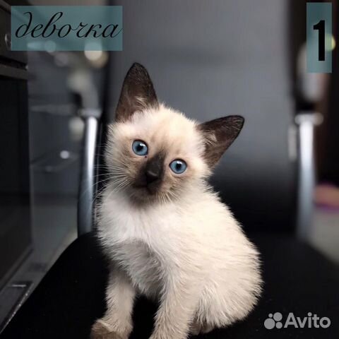 Котята породы Сноу Шу