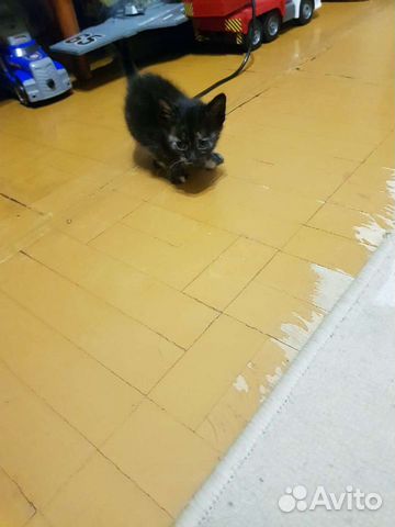 Котята