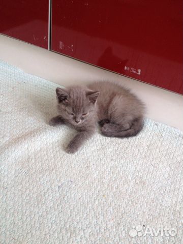 Отдам котенка британца