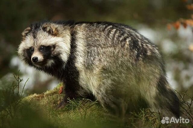 Енотовидная собака