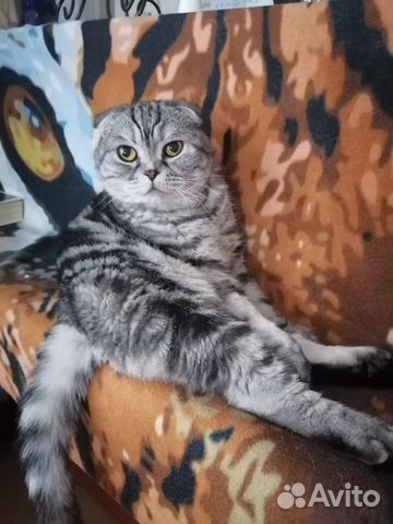 Шотландская