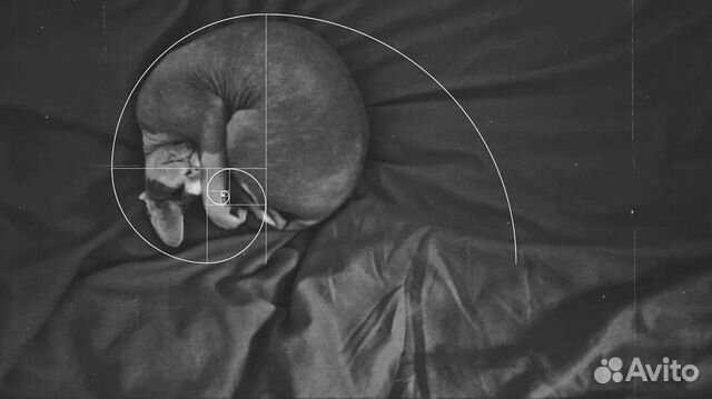 Канадский сфинкс кошка