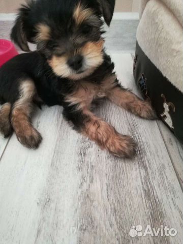 Йоркширский терьер