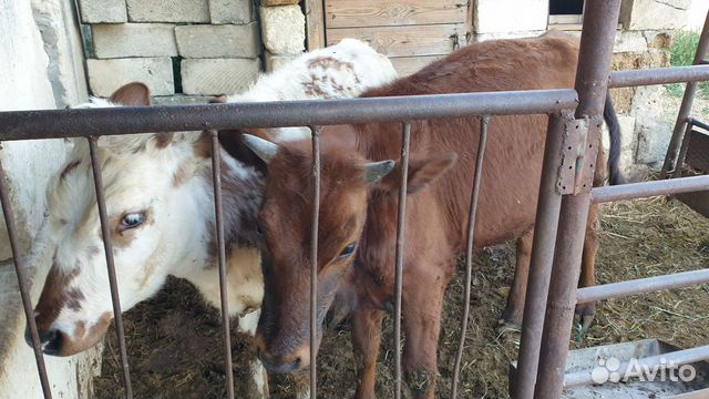 Продаются годовалые телки