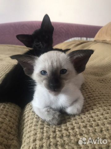 Сиамская кошечка