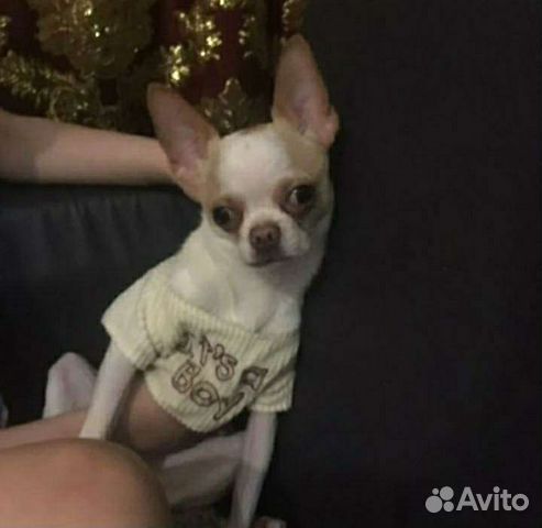 Чихуахуа