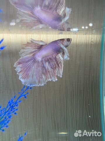 Рыбка петушок Дамбо