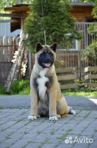 Плюшевое лакшерри