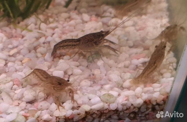 Раки мраморные