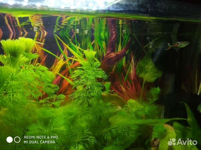 Аквариумные рыбки гуппи Эндлера