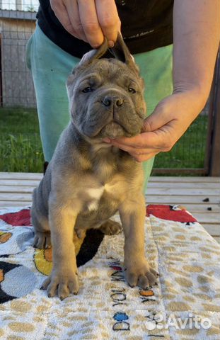 Кане Корсо - мальчишка форментино