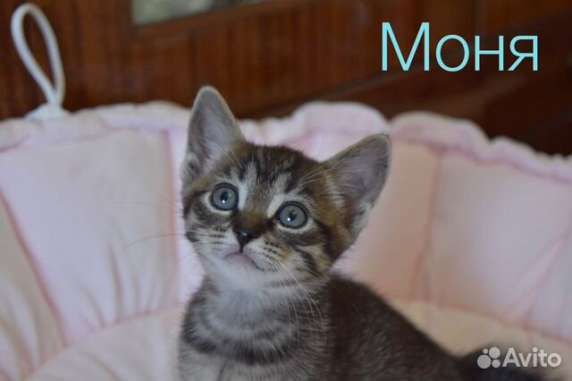 Котенок Моня, 2 мес