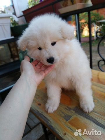 Самоед, прекрасные щенки