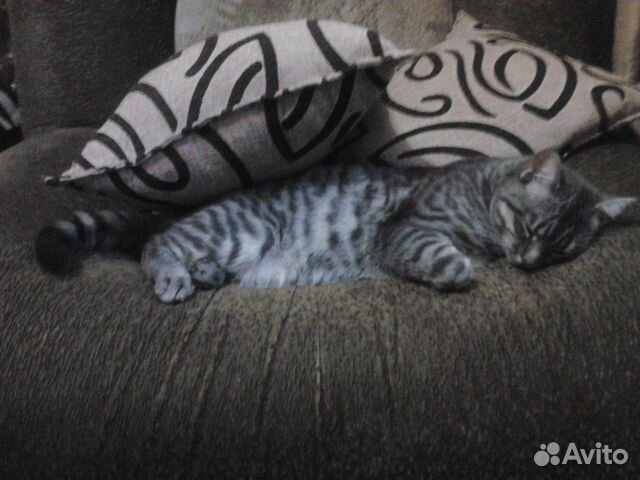 Кот на день