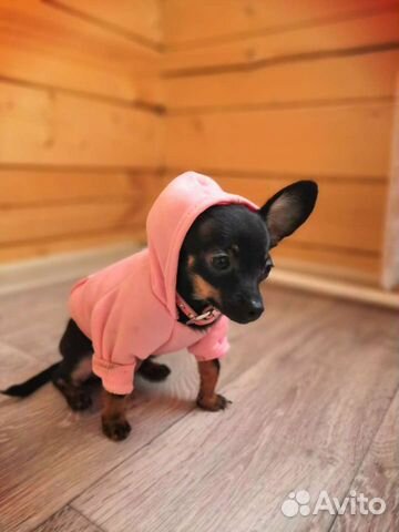 Мини той-терьер