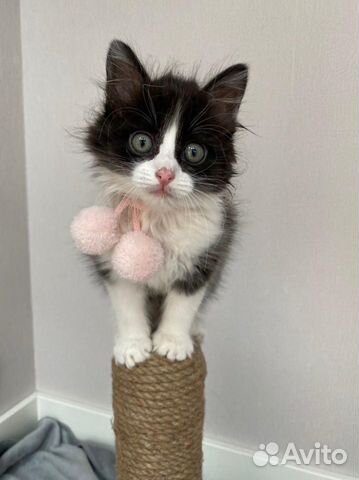 Котёнок пушистик
