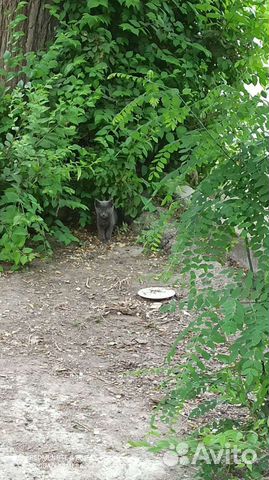 Котëнок ищет дом