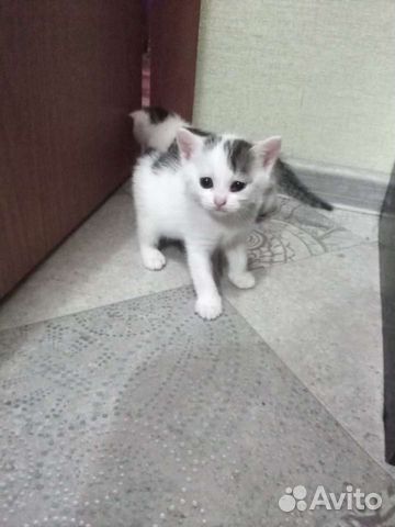 Котенок в дар