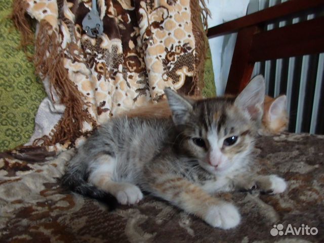 Отдам в добрые руки