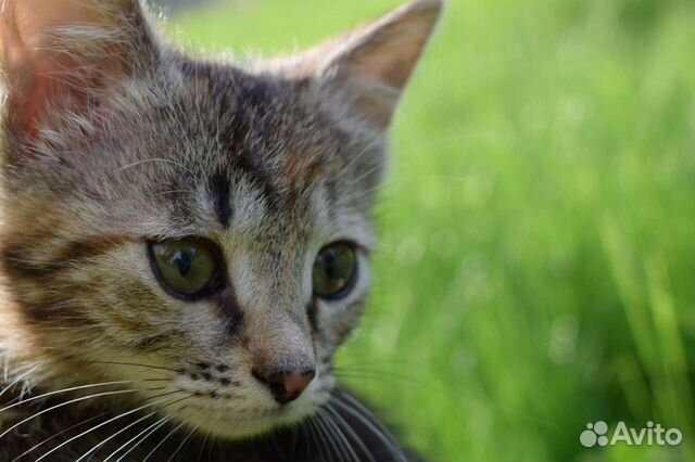 Котёнок Кнопка 2 месяца
