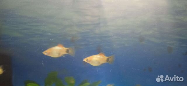 Пецилия обмен