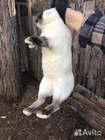 Кролик калифорнийский на племя