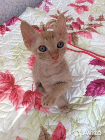 Канадский сфинкс котенок