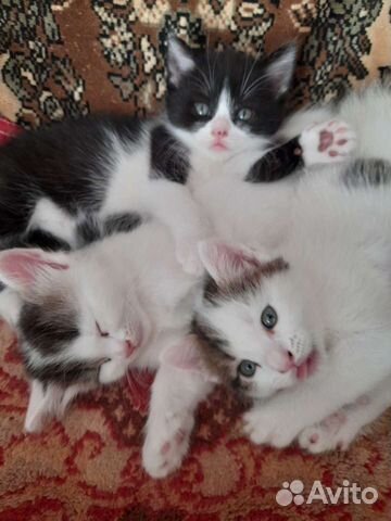 Котята в добрые руки 2мальчика,и 1девочка бесплатн