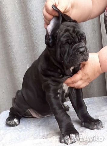 Обоятельная и привлекательная