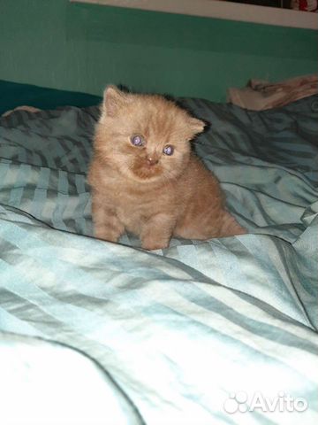 Кошки