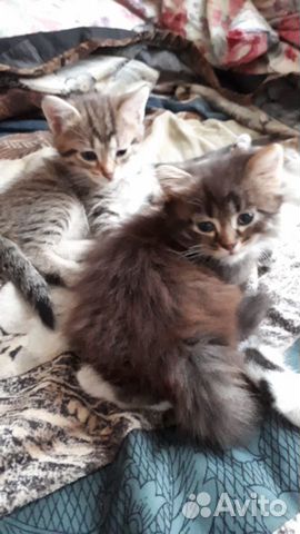 Отдадим котят в добрые руки