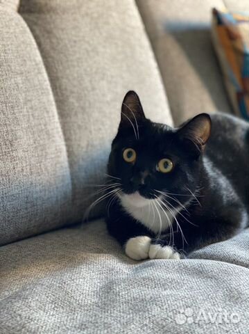 Очаровательный котенок-подросток Мурлыка