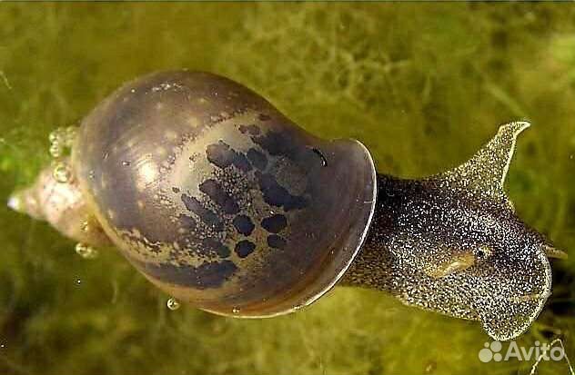 Улитка покемон