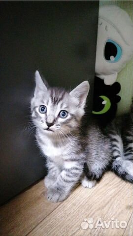 Отдам в добрые руки