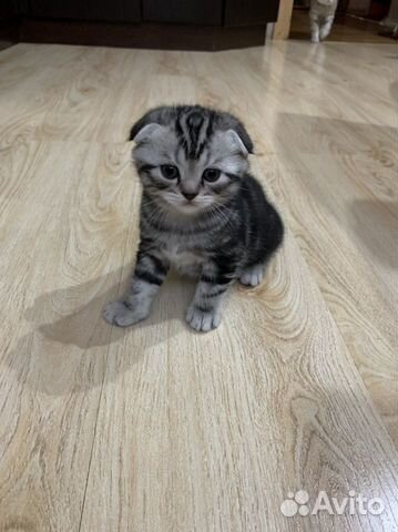 Шотландский вислоухий котик
